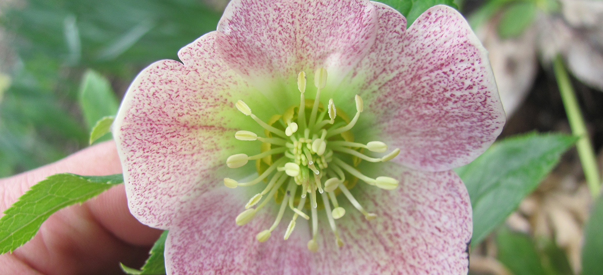 Ashley's Gardening Tips — Getting Ready for Spring Gardening - The Inn ...