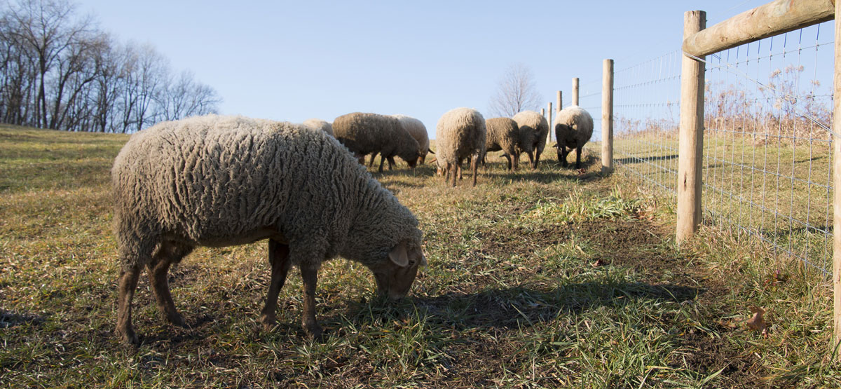 The Honey Run Flock — Meet Our Tunis Sheep - The Inn At Honey Run