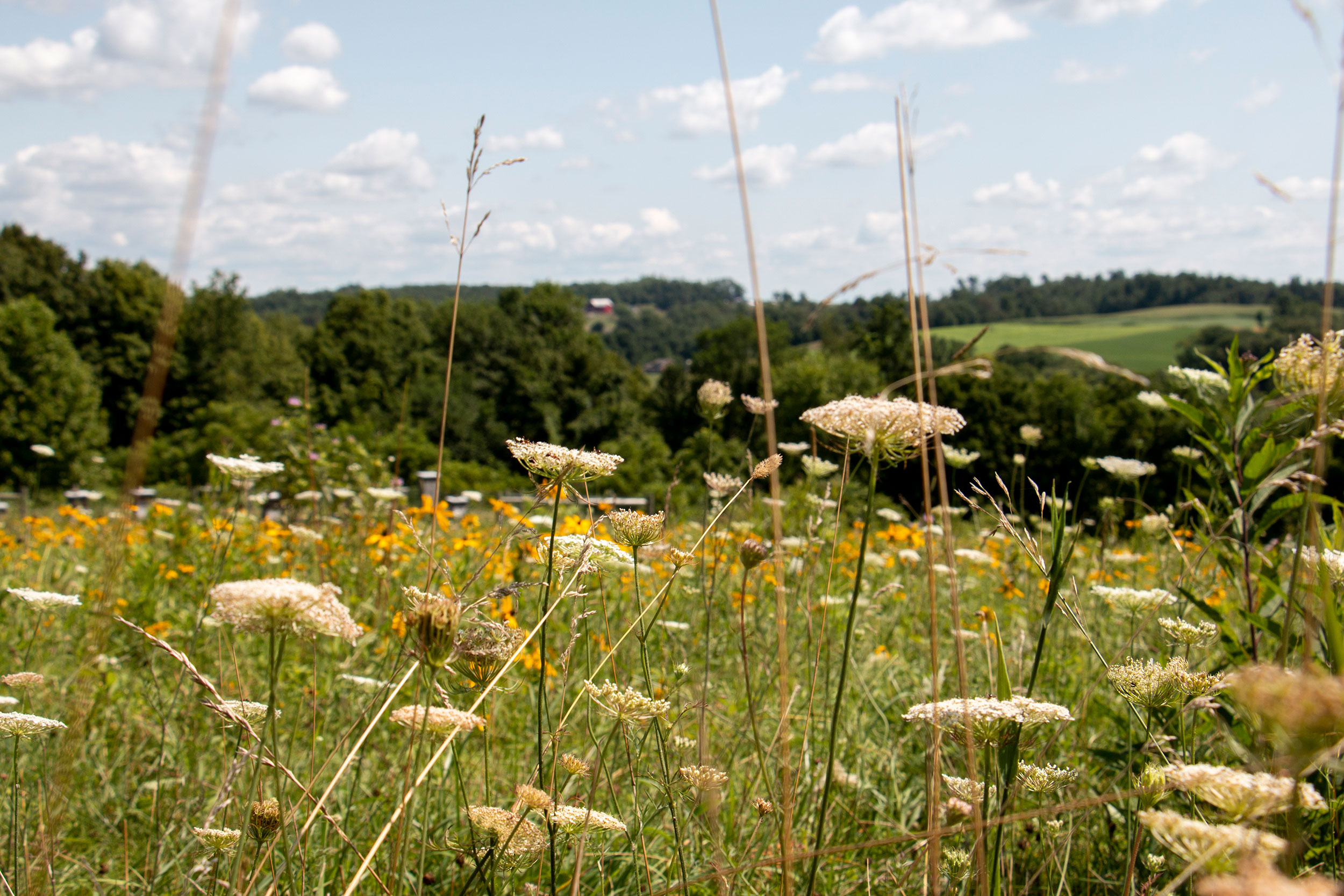 Taking Inspiration from Nature - The Inn At Honey Run