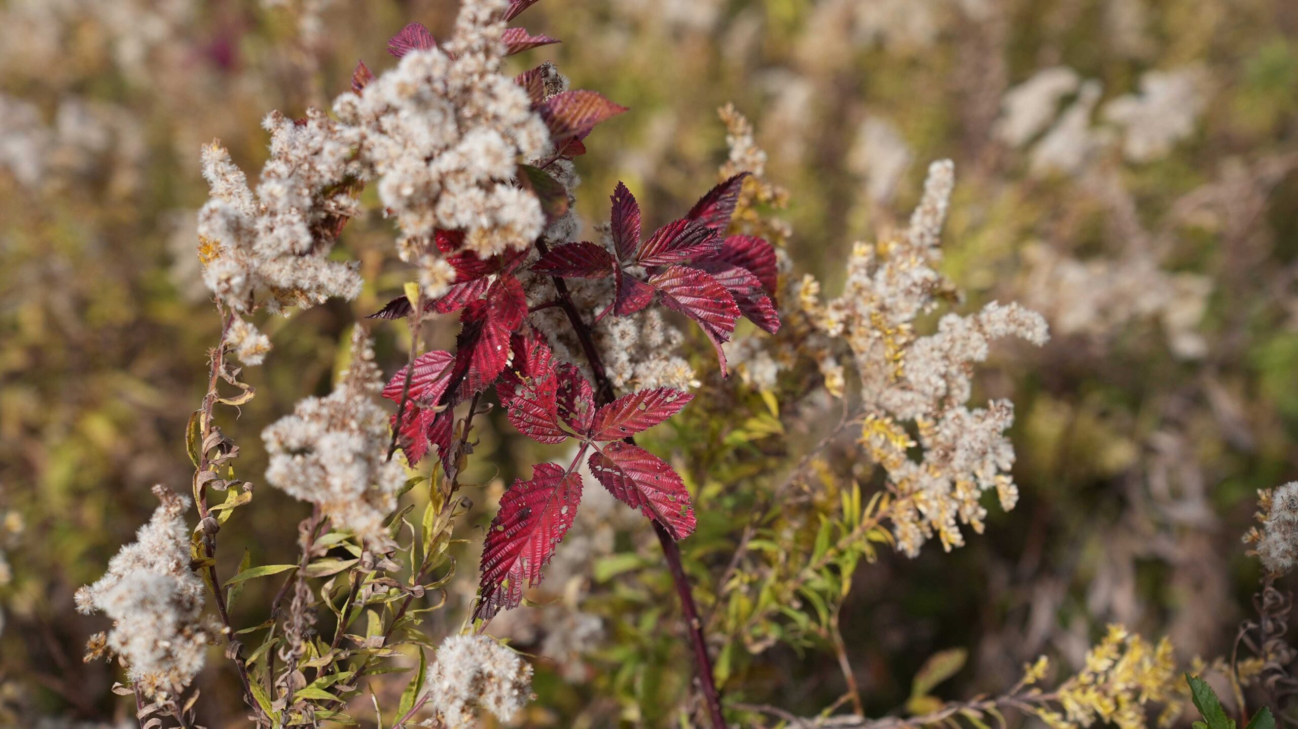 Letter from Jason – November 2025 - The Inn At Honey Run